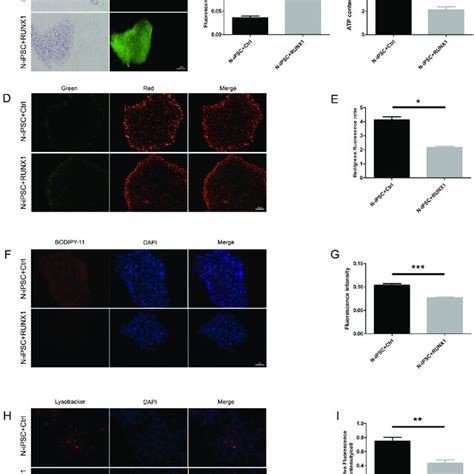 Overexpression Of Runx1 Affects Mitochondrial Function In Ipscs A