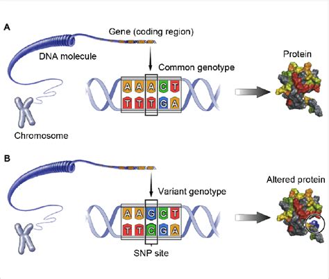 Single Nucleotide Polymorphisms Everything You Need To Know About Snps