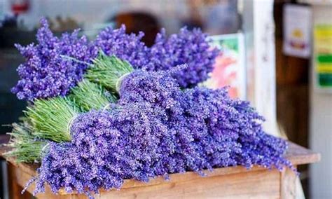 معرفی کامل گیاه اسطوخودوس فواید و خواص اسطوخودوس فروشگاه اینترنتی