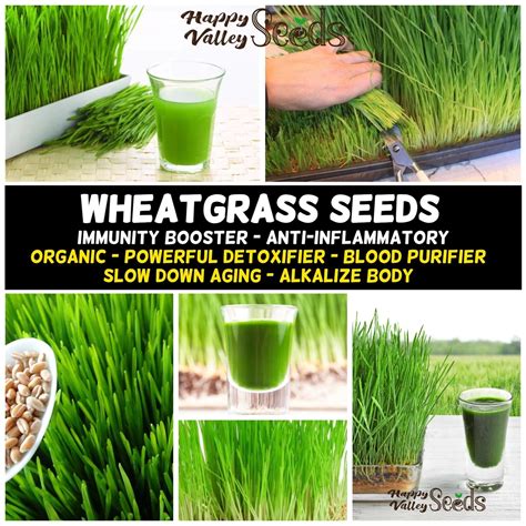 Garden Of Life Wheatgrass Benefits Fasci Garden