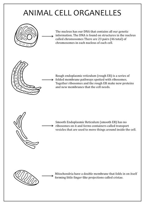Diagram Of Organelles And Their Functions Pictures To Pin On Pinterest PinsDaddy