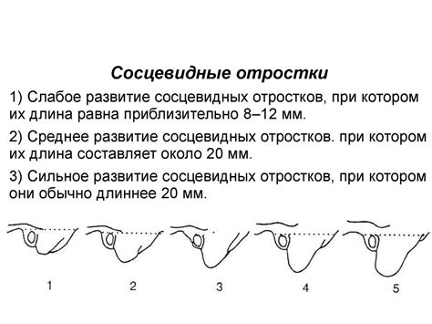 Углы в краниометрии. (Тема 4) - online presentation