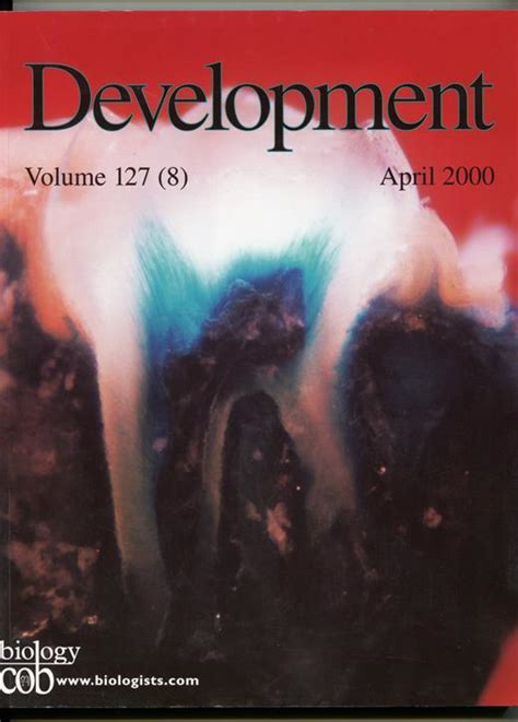 Fate Of The Mammalian Cranial Neural Crest During Tooth And Mandibular Morphogenesis