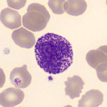 Basophilic Segment CellWiki
