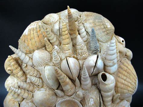 Gastropod And Bivalve Plate 2 France Fossils For Sale
