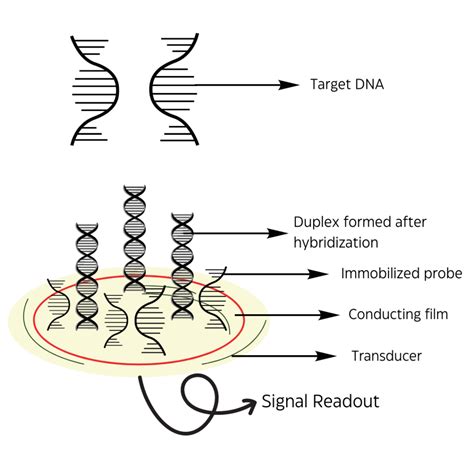 Electrochemical Dna Sensors In Genetic Analysis Mtx Labs Electrochemical Devices And Accessories