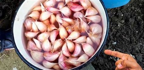 Для гарного врожаю і великих головок обробіть перед посадкою часник цим засобом Рецепти для життя