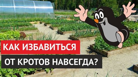 Как избавиться от кротов в саду? Простой способ, как избавиться от ...