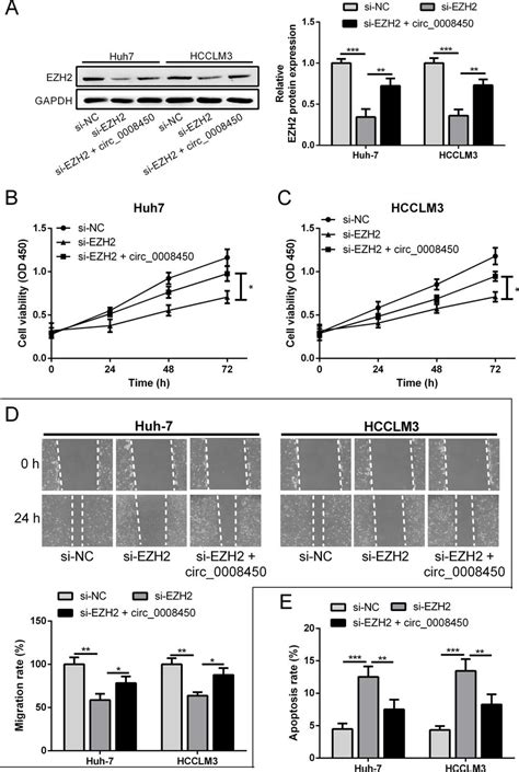 Hsa Circ 0008450 Attenuates The Effect Of Ezh2 Knockdown On Hcc Cell Download Scientific