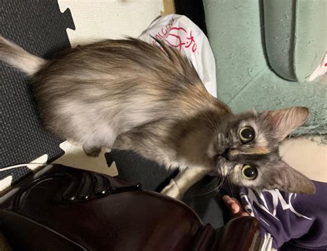サビ猫柄の女の子の猫ちゃんを探しています