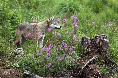 Conservation News On Iucn