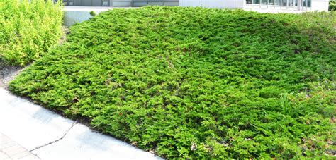 Juniperus Horizontalis Purdue Arboretum Explorer