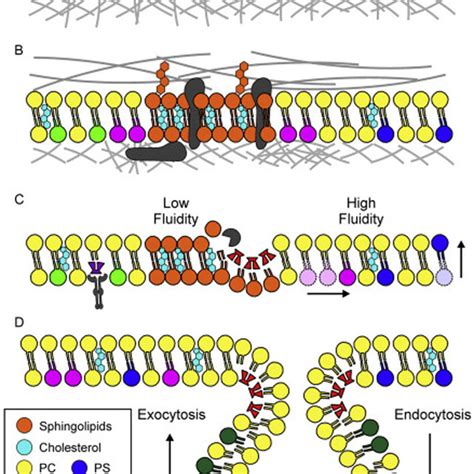 Plasma Membrane Structure And Dynamics Download Scientific Diagram