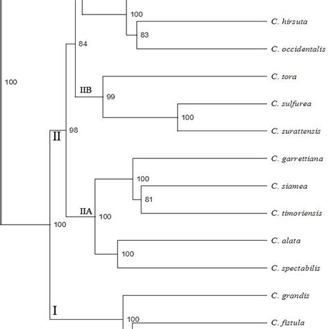 Upgma Dendrogram Based On Jaccards Similarity Coefficient Among Cassia