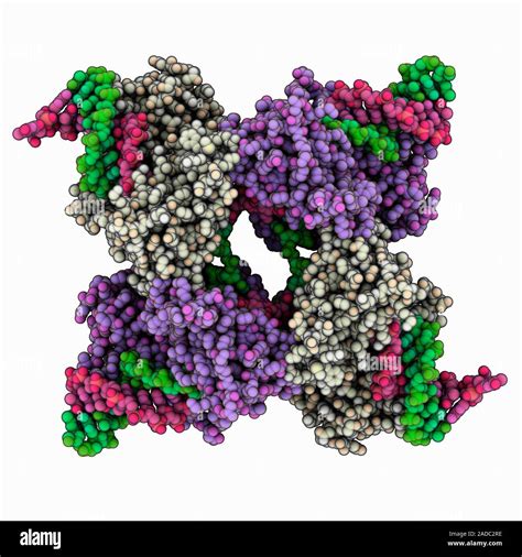 Cre Recombinase Complexed With Dna Deoxyribonucleic Acid Holliday