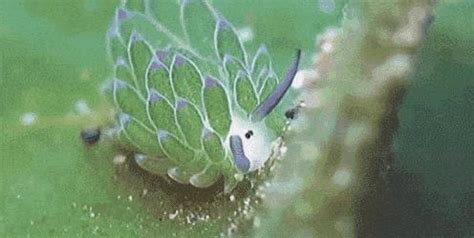 海底的小精灵——海蛞蝓 知乎