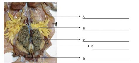 Female Reproductive System Of Toads Flashcards Quizlet