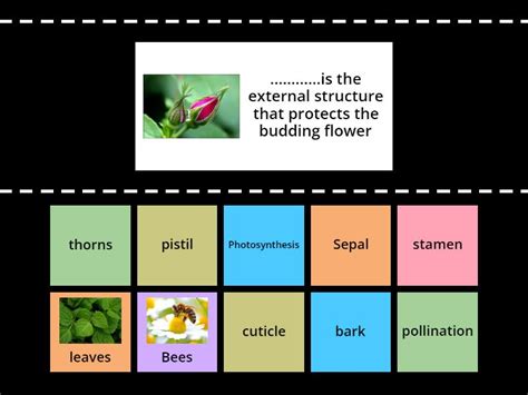 g4 t7l2 external structures and functions in plants find the match