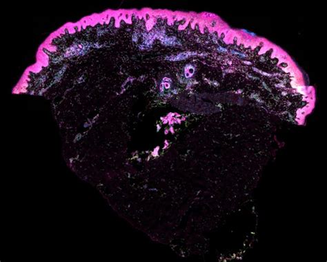 Cell Segmentation Stain Of Hum [image] Eurekalert Science News Releases