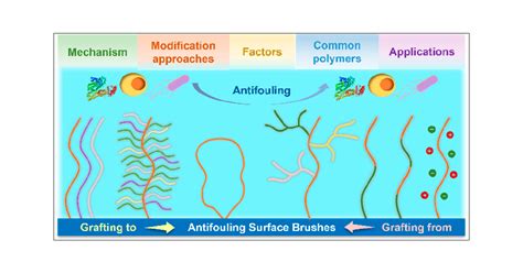 Recent Advances In Antifouling Surface Polymer Brushes Acs Applied