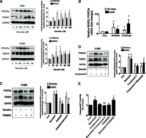 Baicalein Increases The Expression And Reciprocal Interplay Of Runx3 And Foxo3a Through