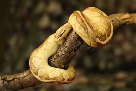 the royal python python regius also called the ball python stock