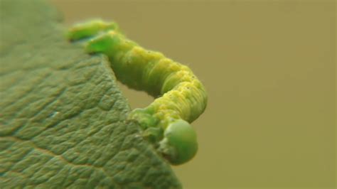 Caterpillars Teletubbies Wiki Fandom