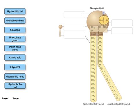 40 Label The Components Of A Phospholipid