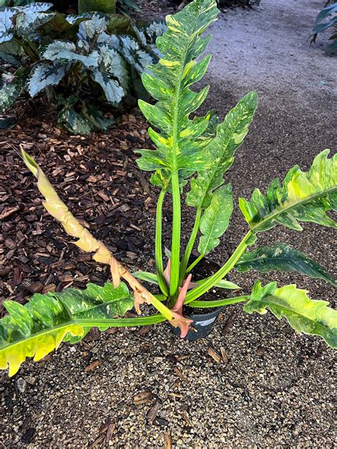 Philodendron Ring Of Fire Xxl Variegated Fordplants