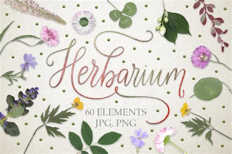 Herbarium 60 Real Herbarium Elements Graphic By Red Ink · Creative