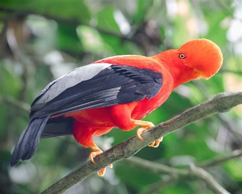Birds With Red Heads With Pictures Facts