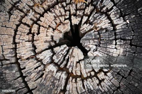 오래 된 나무 그루터기 평면도 연간 고리와 균열이있는 이상적인 둥근 나무를 잘라냅니다 나무 질감 그루터기에 연간 성장 고리 원의 질감 0명에 대한 스톡 사진 및 기타 이미지