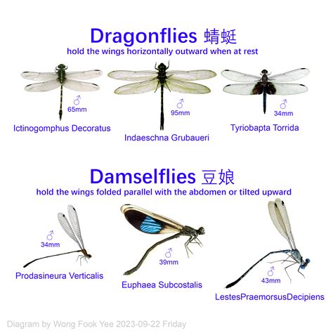 what are the different species of dragonflies and how do their colors