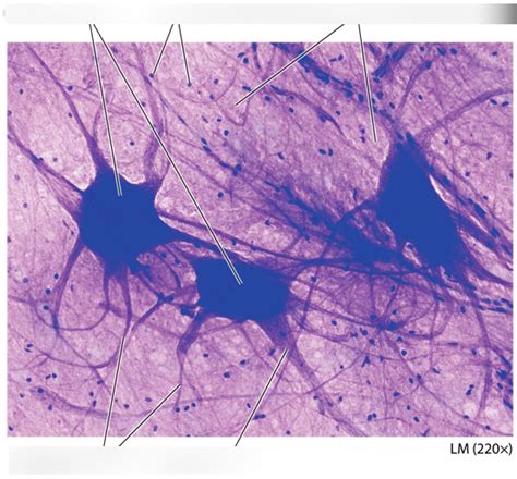 Neuron Lab Microscopic Diagram Quizlet