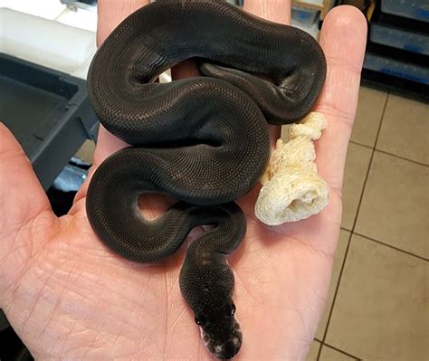 Cinnamon Black Pastel Eight Ball Python By Chung Reptiles