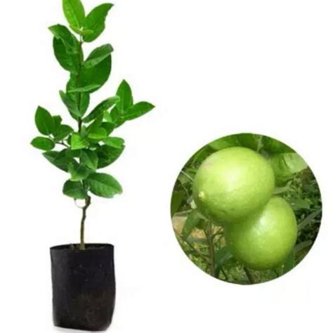 Jual Bibit Jeruk Nipis Jumbo Okulasi Cocok Ditanam Dipot Shopee Indonesia
