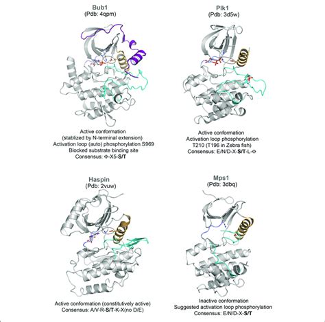 Representative Structures Of Mitotic Kinases Ii Key Structural