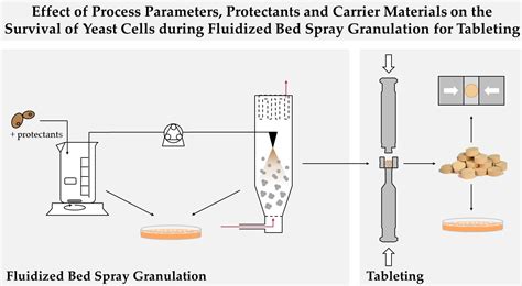 Effect Of Process Parameters Protectants And Carrier Materials On The Survival Of Yeast Cells