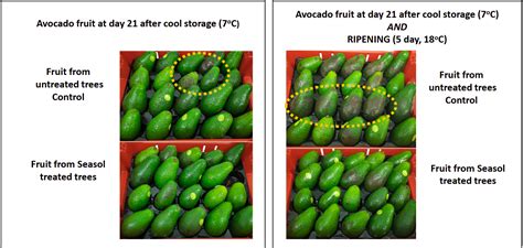 Effect Of Seaweed Extract On Avocado Root Growth Yield And Post Harvest Quality In Queensland