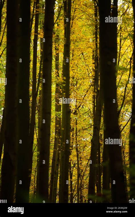 The Yellow Foliage Creates A Contrast With The Almost Black Trunks Of The Trees And Illustrates