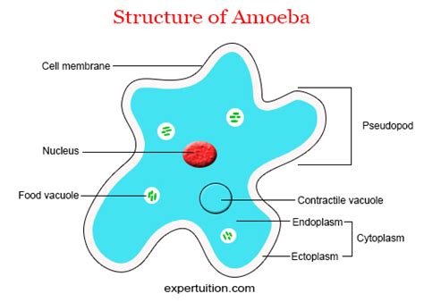 Amoeba Sisters Cell Structure