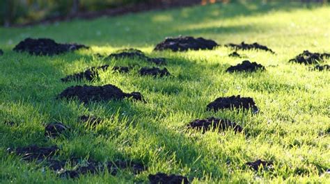 Dealing With Moles In Your Florida Yard Floralawn