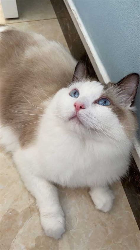 点点爱宠物情缘——宠物相亲网站 宠物配种 宠物交友app 宠物社区app 宠物婚配网站 宠物配对app 宠物婚配网站 狗狗相亲 宠物购买 宠物朋友圈 宠物日常生活 宠物吃喝玩乐 宠物交友 宠物