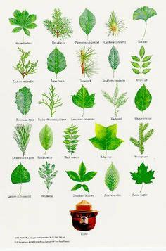 1000 Images About Trees On Pinterest Poplar Tree Tree Leaves And Honey Locust