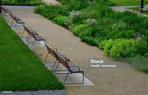 빗방울이 작은 노란 꽃의 섬세한 꽃의 잎에 붙어 후 잎은 미세 한 머리와 Palmately 무성한 녹색입니다 공원 벤치 뒤의 모래 길에서 자라나다 0명에 대한 스톡 사진 및