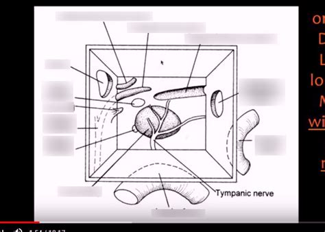exam 1 lecture 7 part 4b diagram quizlet