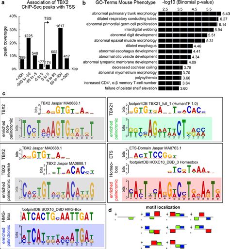Chip Seq Analysis Identifies Genomic Binding Sites Of Tbx2 In E145 Download Scientific Diagram