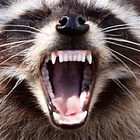 Phyllis Davis Xhamster