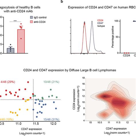 Cd24 Signalling Through Macrophage Siglec 10 Is A Target For Cancer