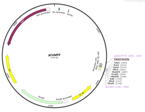Pcold Tf Plasmid Pcold Tf Plasmid Pcold Tf Pcold Tf Vector